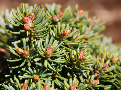Abies koreana 'Blauer Eskimo' | Blauer Eskimo Korean Fir | plant lust