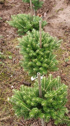 Abies koreana 'Pancake' | Pancake Korean Fir | plant lust