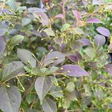 Styrax japonicus 'Evening Light' PP24168 | Styrax japonica 'Evening ...