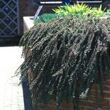 Cotoneaster 'Hessei' | Hesse Cotoneaster | plant lust