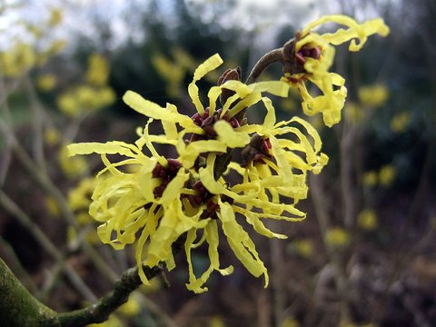 Hamamelis x intermedia 'Angelly' | Angelly Witch Hazel | plant lust
