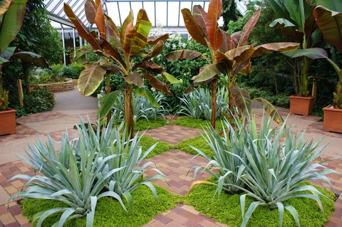 Musa 'Siam Ruby' | Banana | plant lust
