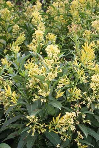 Cestrum parqui | Chilean Jessamine | Green Cestrum | Willow-Leaved ...