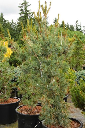 Pinus parviflora 'Blauer Engel' | Pinus parviflora 'Blue Angel' | Blue ...