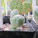 Opuntia fragilis var. denudata 'Potato' | Opuntia debreczyi var. denuda ...