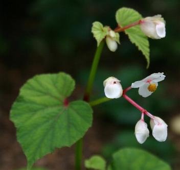 Begonia grandis 'Alba' | Begonia evansiana 'Grandis Alba' | Begonia ...