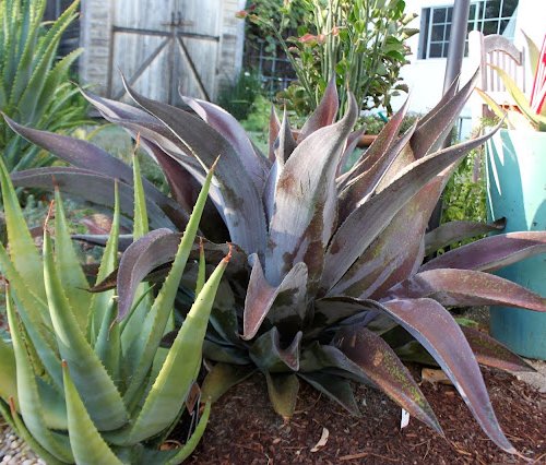 Dry Oasis Plants - plant lust