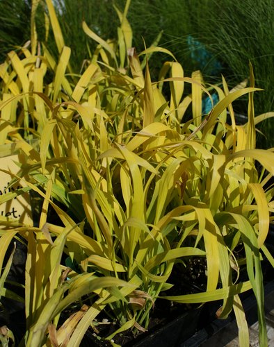 Milium effusum 'Aureum' | Millium effusum 'Aureum' | Golden Millet ...