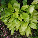 Hosta 'Raleigh Remembrance' | | plant lust