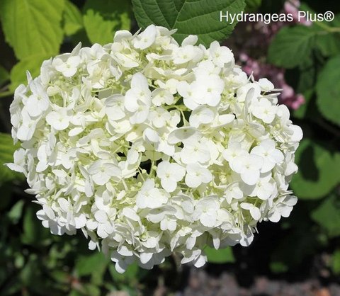 Hydrangea arborescens 'Marshmallow' | | plant lust