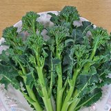Apollo Broccoli | Brassica oleracea 'Apollo' | plant lust