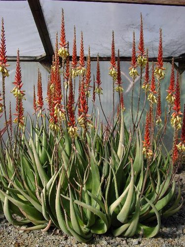 Aloe lutescens | Aloe cryptopoda var. lutescens | Malapati Aloe | plant ...