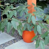 Schefflera delavayi | Hardy Schefflera | plant lust