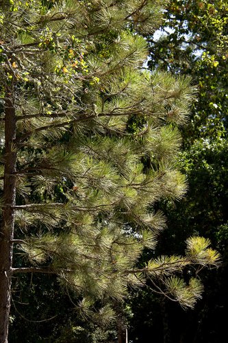 Pinus sabiniana | Gray Pine | plant lust