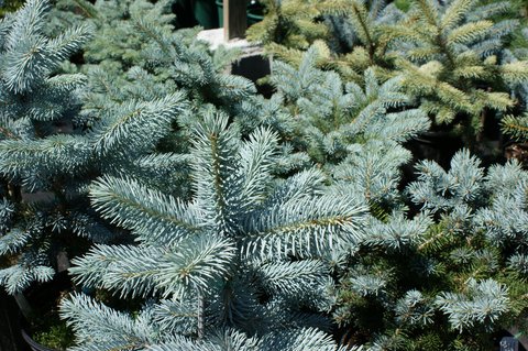 Picea pungens 'Hoopsii' | Hoops Colorado Blue Spruce | plant lust
