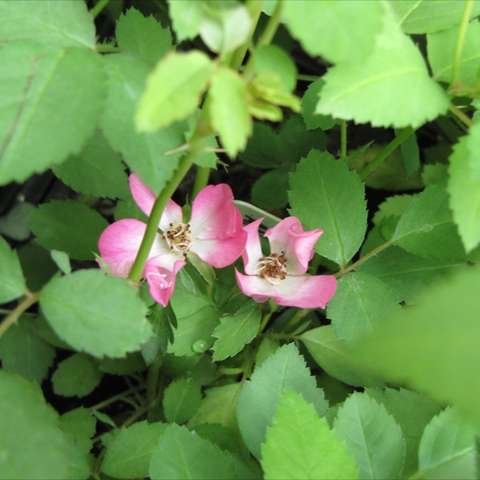 Rosa 'Angel Wings' | Rosa chinensis 'Angel Wings' | Angel Wings Fairy ...