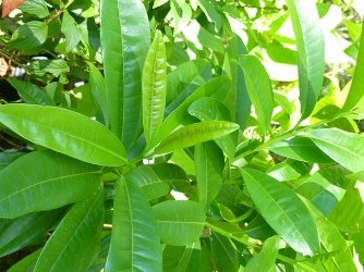 Allspice | Eugenia pimenta | Pimenta officinalis | Jamaica Pepper ...
